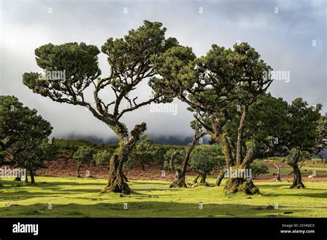 Ancient Twisted Laurel Trees On A Green Meadow Under A Cloudy Sky