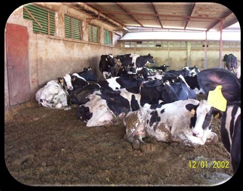 Example Of Dirty Litter Download Scientific Diagram