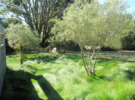 Discover 20 Plants Multi Trunk Shrubs And Trees And Plants Ideas