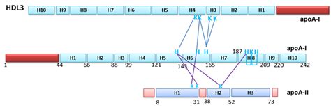 The Central Domain Of Apoa I In Hdl3 Is Extensively Cross Linked By