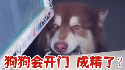 【钱袋爱吃肉】主人出门忘带钥匙，狗子窗户上“打配合”开门，娴熟动作惊呆网友！ Youtube