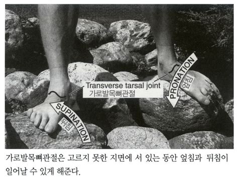 발 족부 의 근육 02 Extensor Hallucis Brevis 짧은엄지폄근 단무지신근 短拇趾伸筋 네이버 블로그