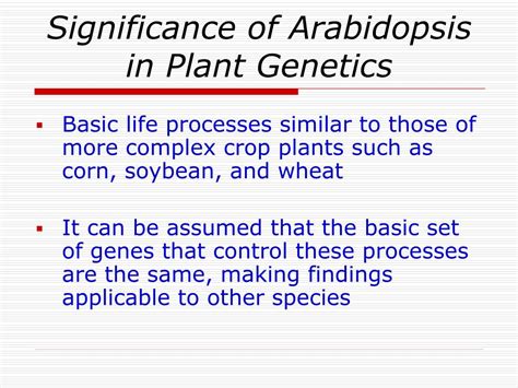 Ppt Arabidopsis Thaliana Powerpoint Presentation Free Download Id