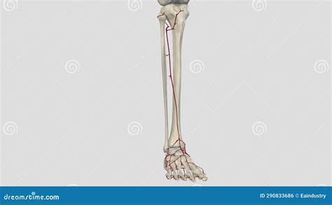 Tibial Cartoons Illustrations And Vector Stock Images 275 Pictures To