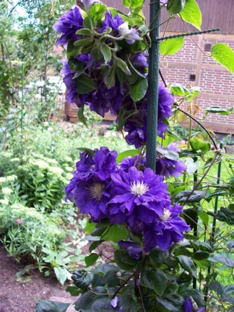 Kiri Te Kanawa | Clematis 'Kiri Te Kanawa' online kaufen