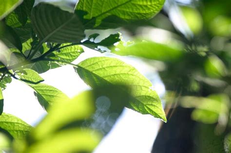Premium Ai Image Beautiful Vibrant Green Color Plant Leaves Exposed