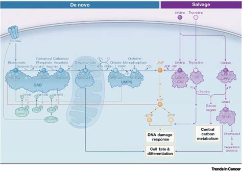 Dr Niraj Mishra Phd On Linkedin Emerging Roles Of Nucleotide