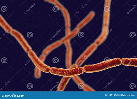 Streptobacillus Moniliformis Bacteria Royalty Free Illustration 111969822