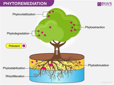 Bioremediation Factors Types Advantages Disadvantages 49 Off