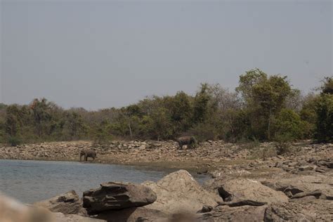 Understanding Crop Raiding By Elephants In India Wildlife Sos