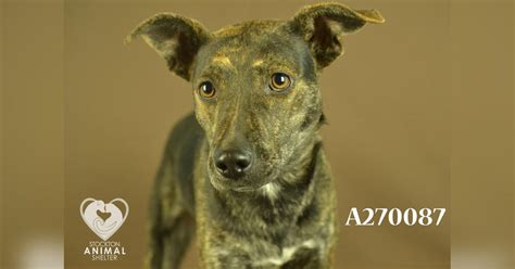 Stockton Animal Shelter Full And Pets Are In Desperate Need Of Adopters