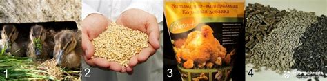 Кормление, выращивание и уход за утятами в домашних условиях