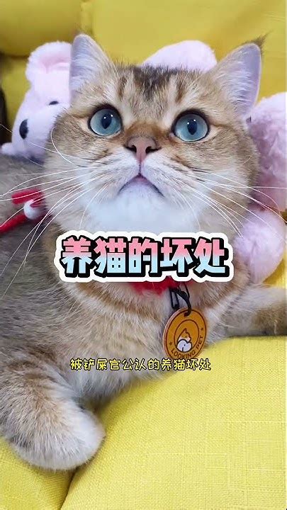 养猫的好处 Youtube
