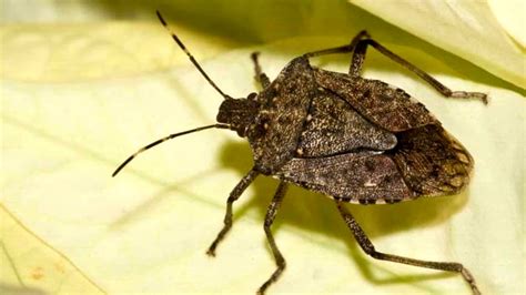 Quattro Rimedi Naturali Per Allontanare Le Cimici Da Casa