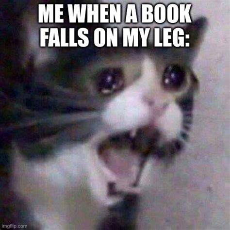Zebra Leg Day Memes