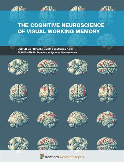Pdf The Cognitive Neuroscience Of Visual Working Memory