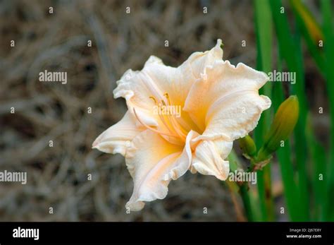 Modern Hybrid Daylily In The Hobbist Garden Breeding Plot Of