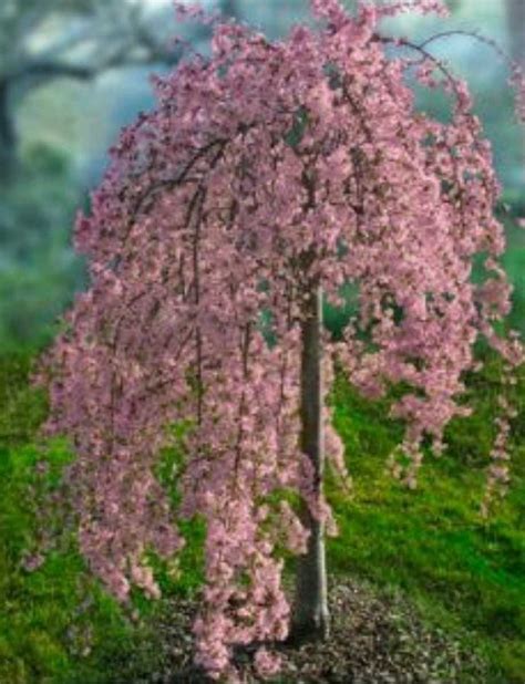 Isabella J Meyer Weeping Flowering Cherry Tree Diseases Snow