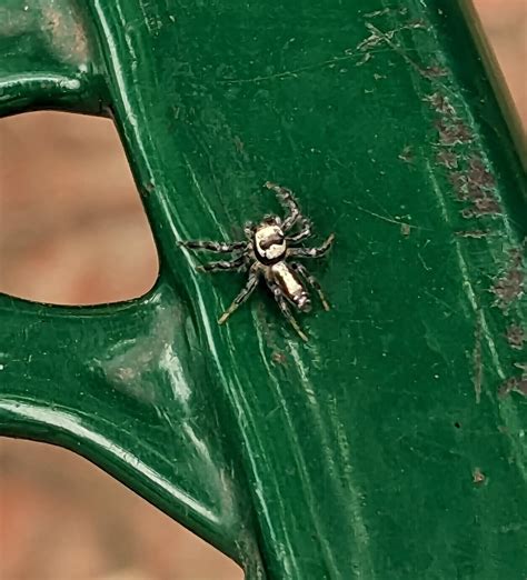 Spider Looking Thing Found Freetown Sierra Leone R Whatsthisbug