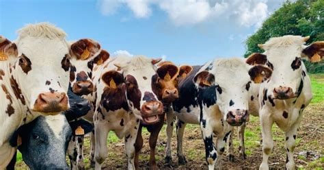 Les Vaches Produisent Plus De Lait Lorsquelles écoutent Everybody