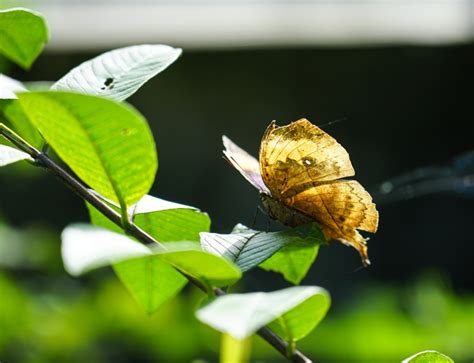 花蓮免費景點 台灣最大蝴蝶生態館 亞泥生態園區 三大園區二個主題館 預約專人導覽 親子旅遊可安排在太魯閣一日遊 花蓮旅遊景點推薦 跳躍的宅男