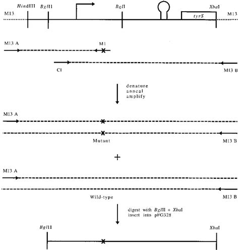 Mismatched Primer Pcr Mutagenesis Primer M1 Is The Mutagenic Primer Download Scientific