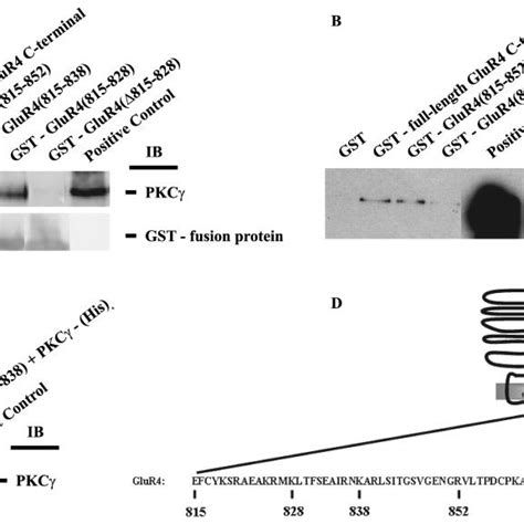 Glutamate Glutamine Cycle Astrocytes Take Up The Glutamate Glu