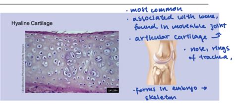 Mod Skeletal System Bone Tissue Flashcards Quizlet