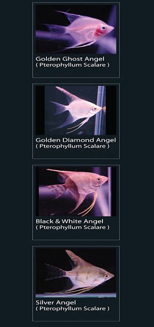 Jenis Ikan Hias Manfish Populer