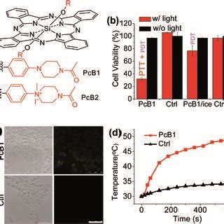 A Chemical Structures Of PcB1 And PcB2 B Cytotoxic Effect Of PcB1 Download Scientific