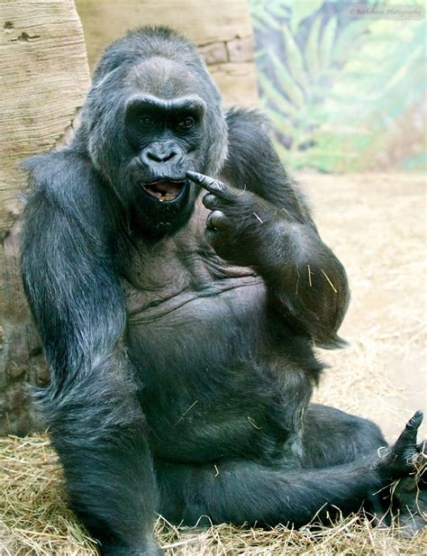 Why Pictures Of Funny Gorillas Go Viral And What Scientists Actually