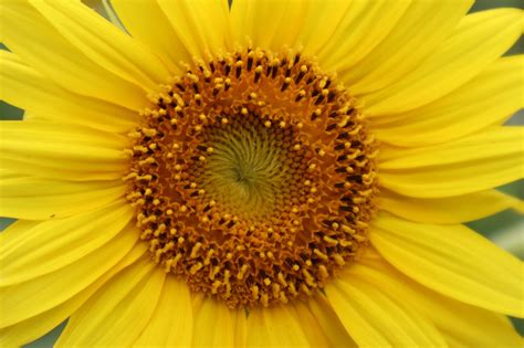 해바라기 꽃 Pixabay의 무료 사진 Pixabay