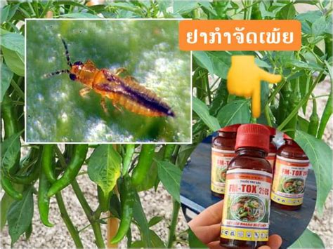 ຢາຂ້າໜູ ຕາຍນອກ ຕາຍແຫ້ງ ບໍ່ເໝັນ ເຫັນຜົນແທ້ 💯 ບໍ່ເຫັນຜົນຄືນເງິນ 👏🏻ໜື່ງຖົງ 50 ກຣາມ 🫴🏻 1ຖົງ 28 000