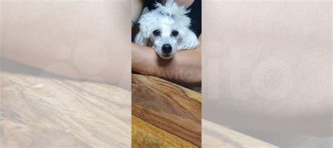 Той пудель белый купить в Орехово Зуево Животные и зоотовары Авито