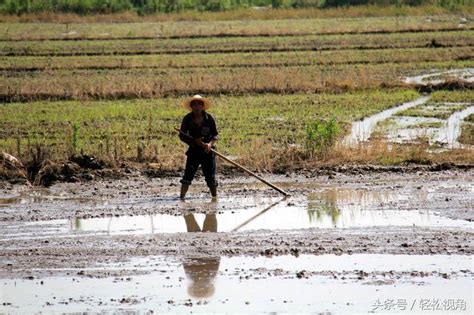 這些農民老把式種田好手在地里，你知道幹什麼嗎？ 每日頭條
