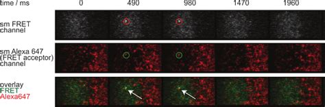Measuring Tcr Pmhc Binding In Situ Using A Fret Based Microscopy Assay
