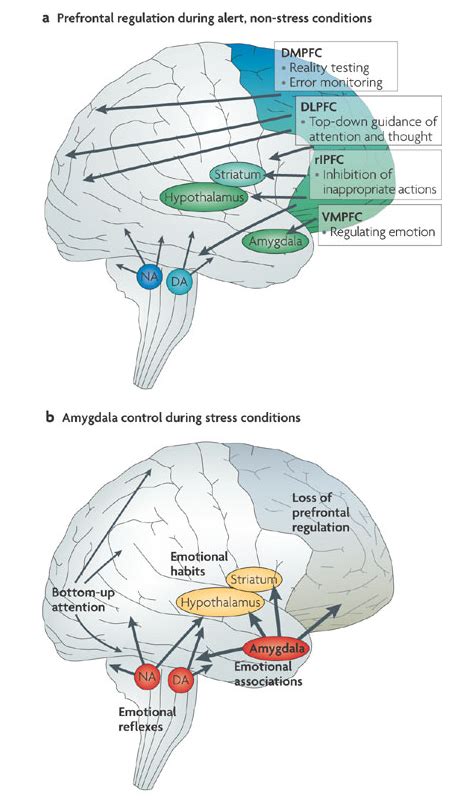 Derics Mindblog Stress Pathways That Impair Prefrontal Cortex