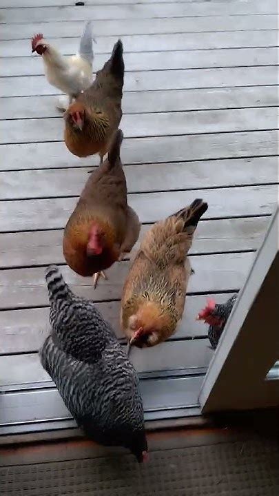 Chickens1 Youtube