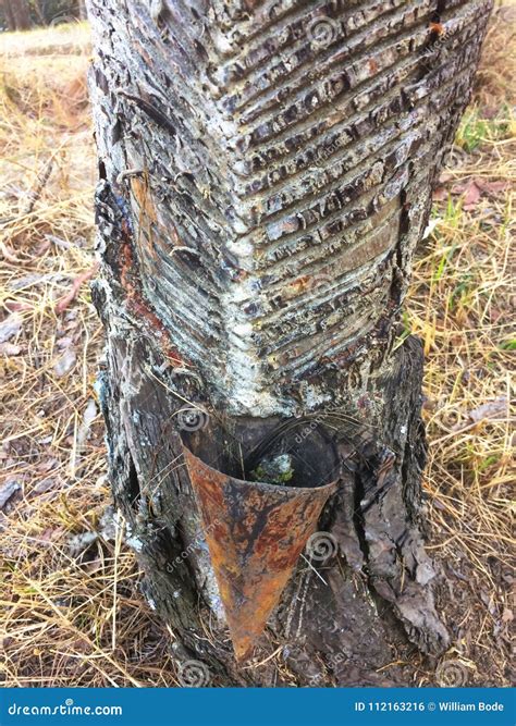 What Trees Produce The Most Sap At David Carstens Blog