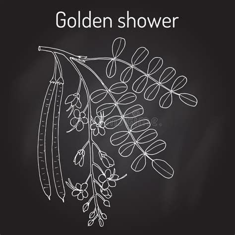Cassia Fistula Stock Illustrations 770 Cassia Fistula Stock
