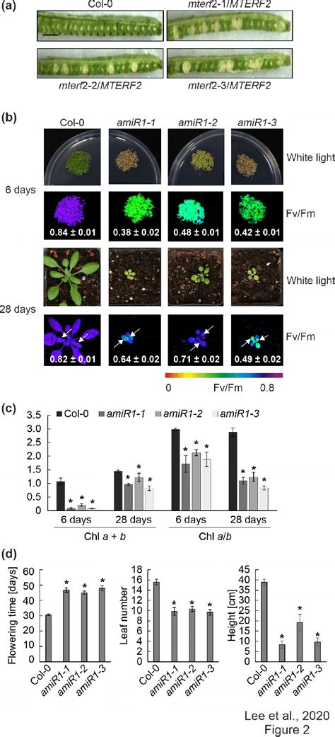 Phenotypic Analysis Of Mterf2 T Dna Insertion Mutants And Artificial