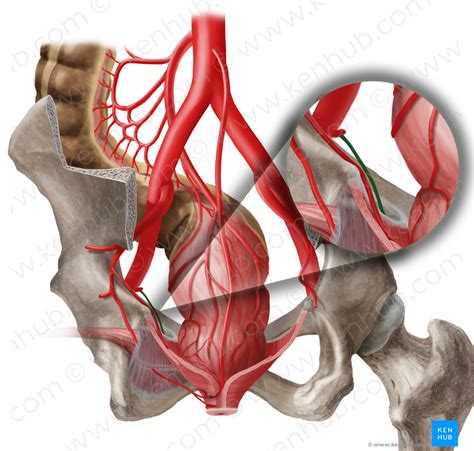 Left Obturator Artery 1549 Kenhub Image License Store