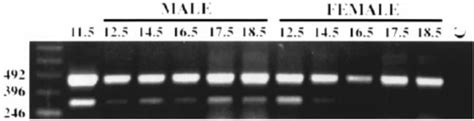 Emsa Performed Using Protein Extracts From Isolated Pgcs And Download