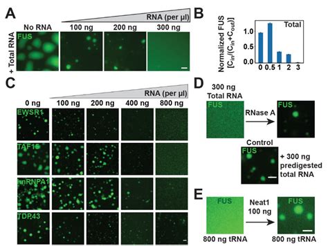 Rna Regulates The Phase Behavior Of Prion Like Rbps A Representative