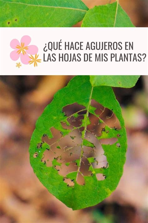 Qu Hace Agujeros En Las Hojas De Mis Plantas La Jardinoteca