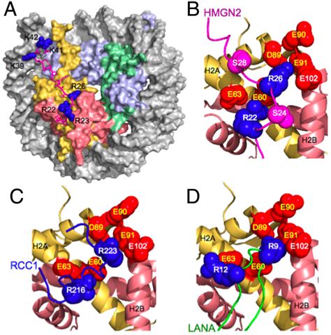 Binding Of Hmgn2 To The Nucleosome Ncp By Mutation And Nmr Line Shape Download Scientific