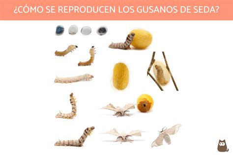 Reproducción De Los Gusanos De Seda ¡descubre Cómo Se Reproducen Los