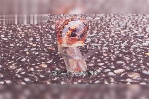 外国小哥脑洞大开把蜗牛在放刀片上让它爬行下一秒意外发生了 蜗牛 刀片 外国