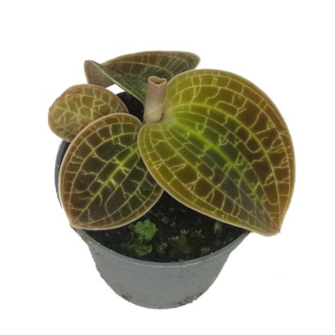 Dossinia Marmorata Plantabox