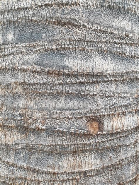 Tree Bark Textures They Are One Of Natures Obsessed Plant Mom